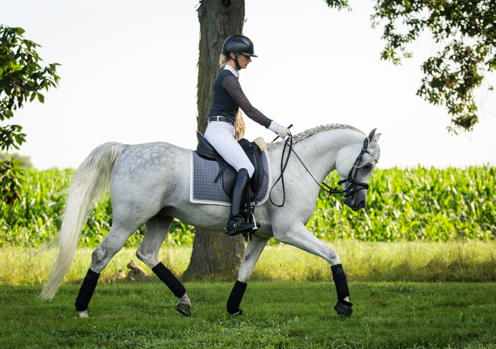 Roze Arabians| Elizabethtown, PA | Waheed Al Azhaar RZ